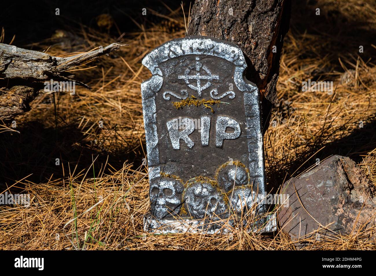Rest in Pest grave marker in a haunted forest with long shadows from ...