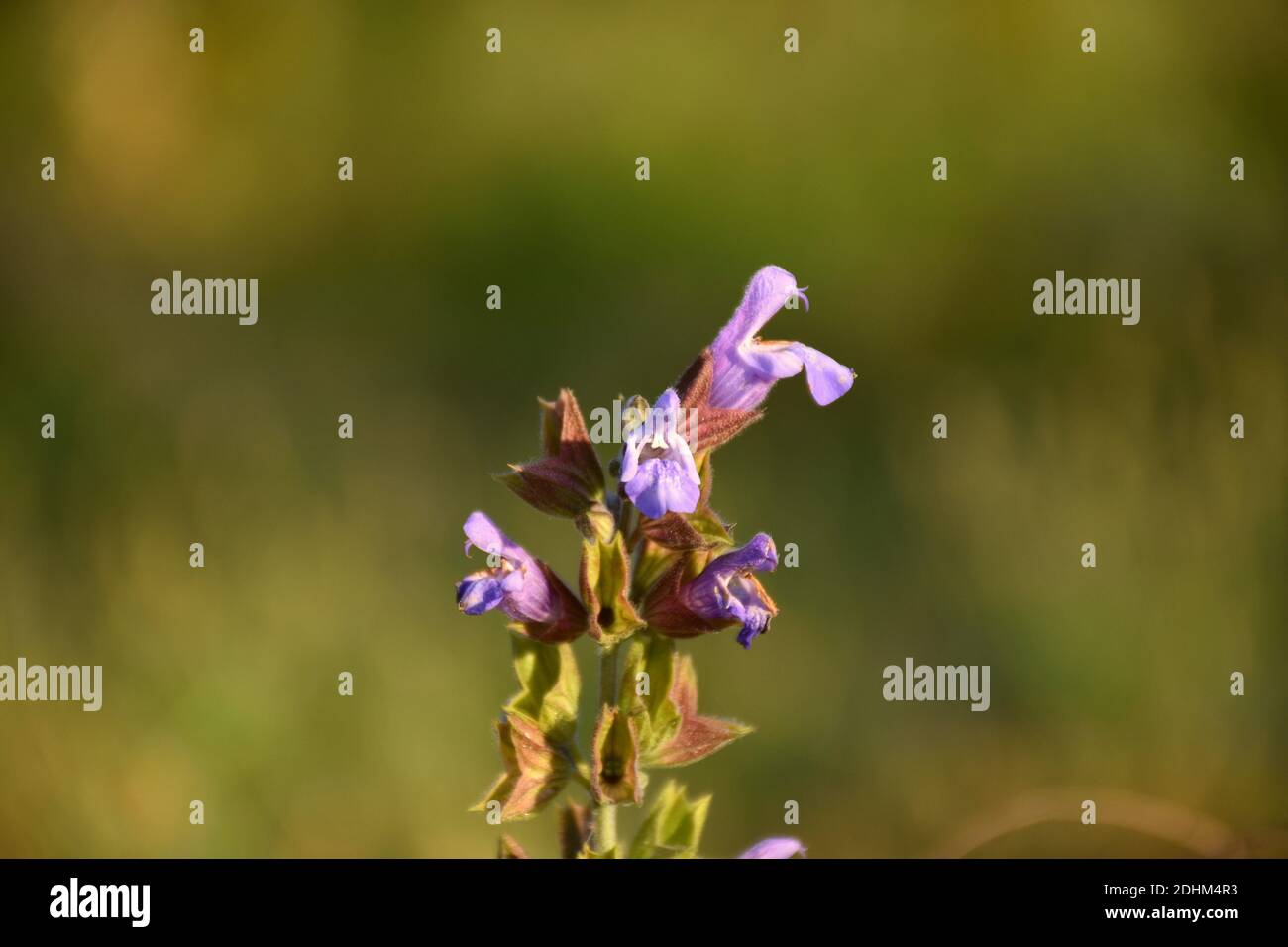 Salvia officinalis plant in inflorescence Stock Photo - Alamy