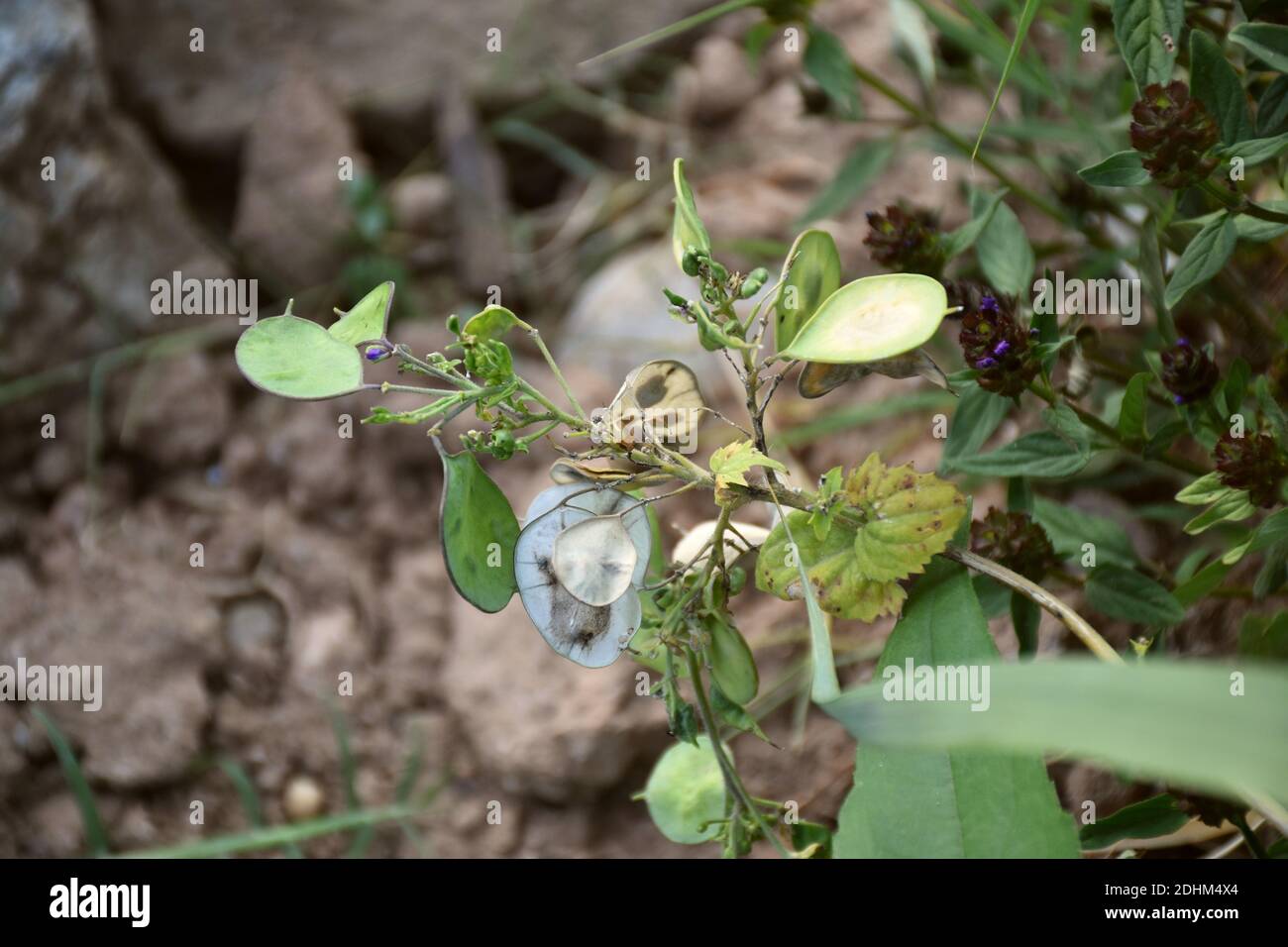Lunaria annua plant with leaf-shaped seeds Stock Photo - Alamy