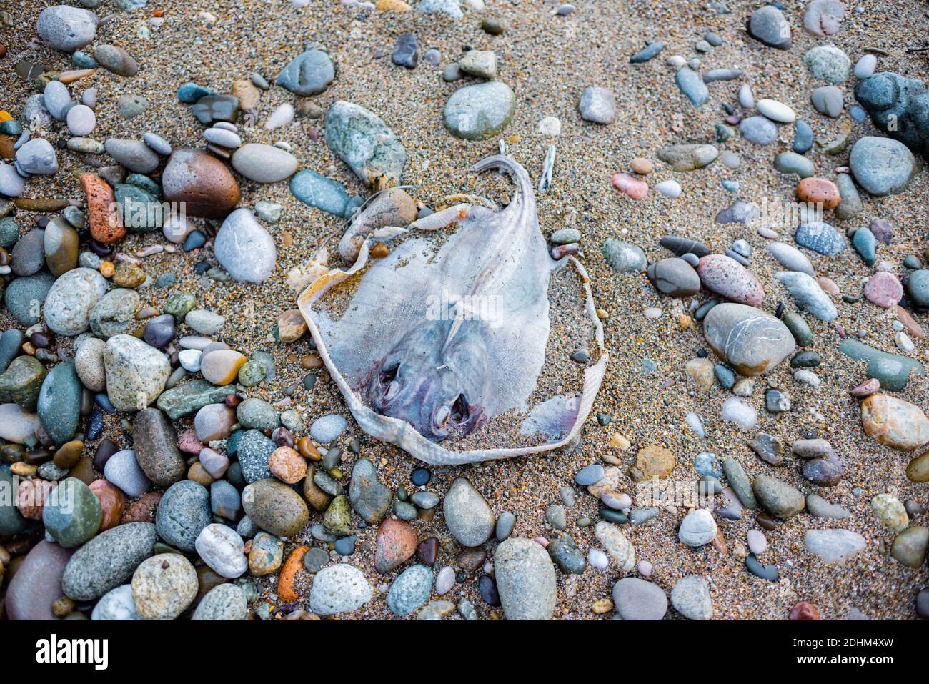 Black sea Stingray, Stingray, Dasyatis pastinaca. dead sea creatures on ...