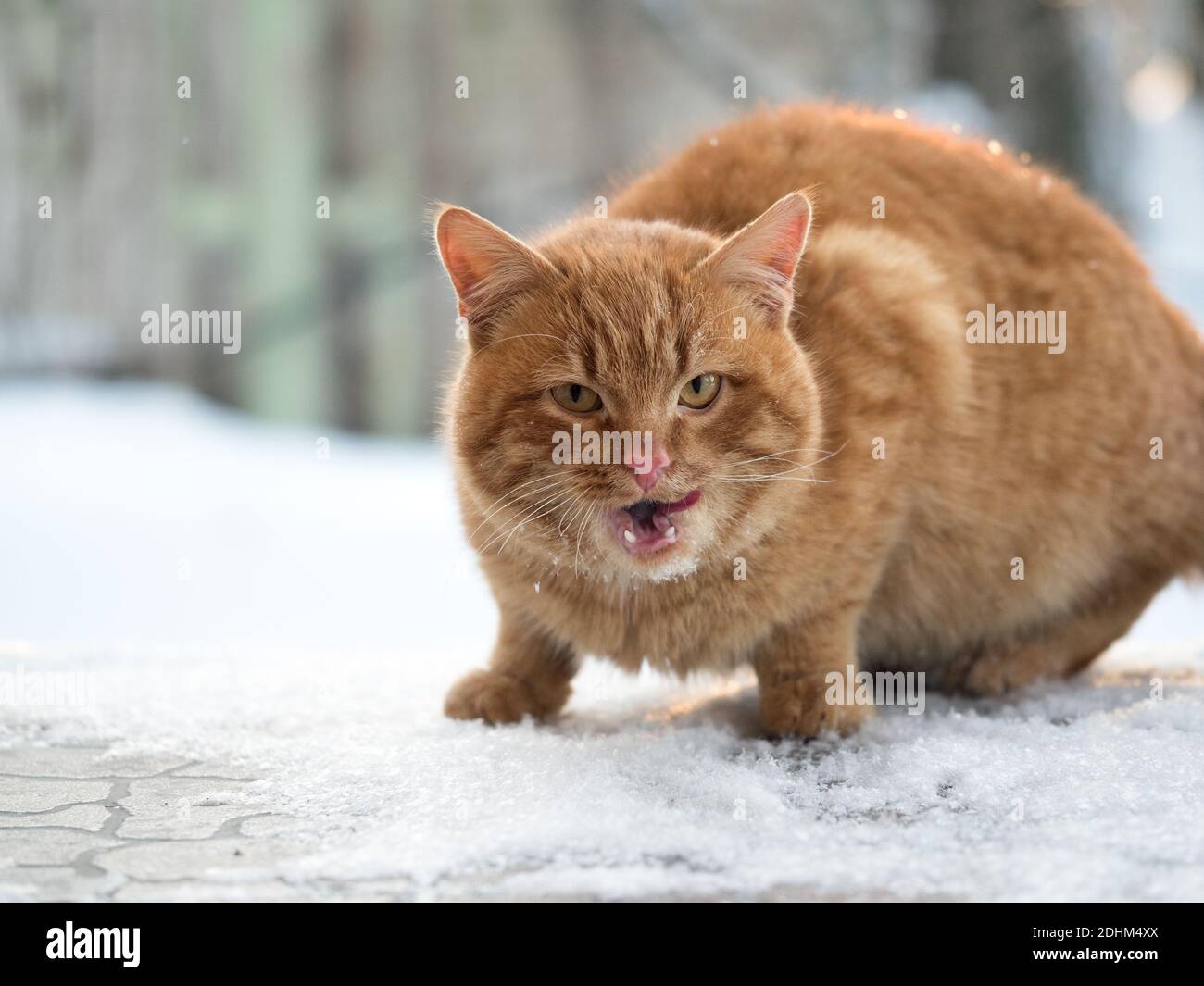 Street cat angry hisses. Winter, snow Stock Photo - Alamy