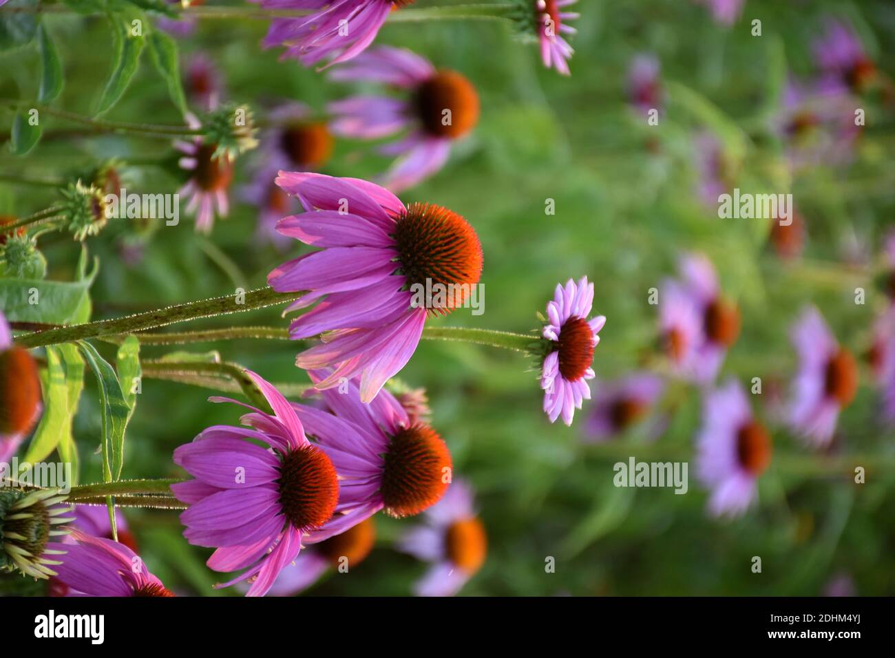 Echinacea purpurea flowers at sunset Stock Photo - Alamy