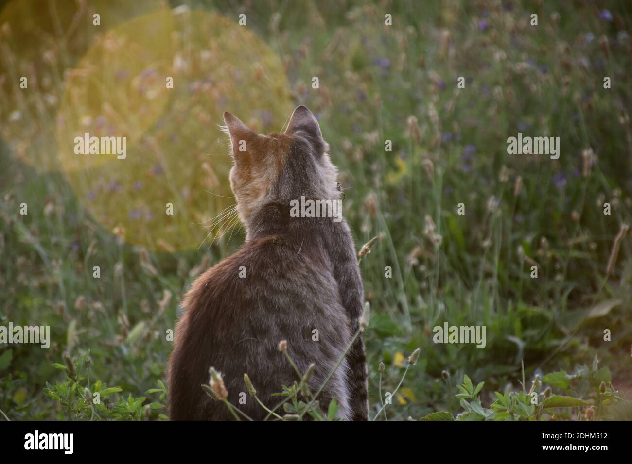 Tabby and wild cat on his back looking at the sun at sunset Stock Photo ...