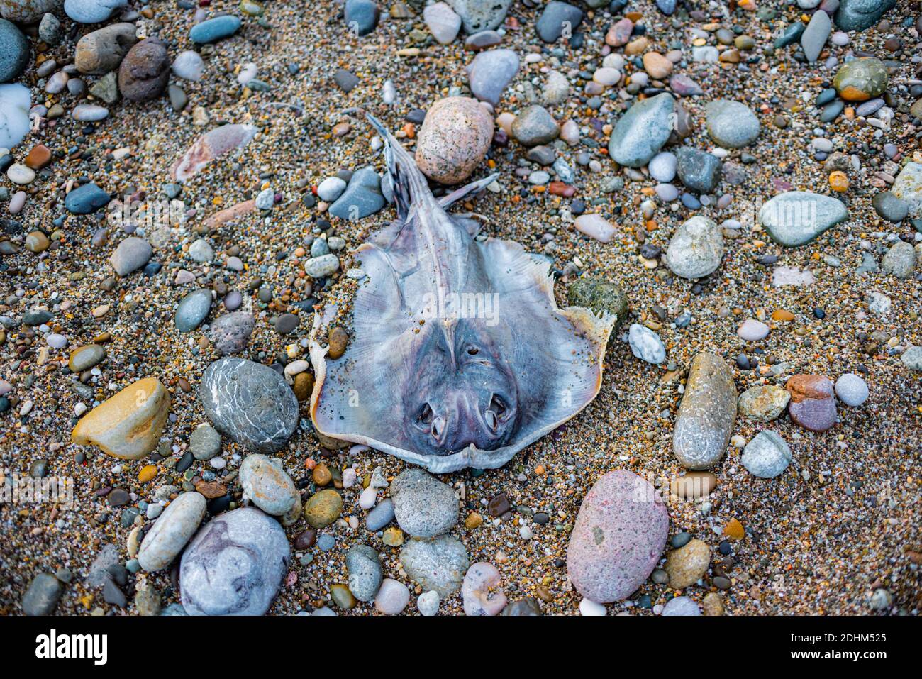 Black sea Stingray, Stingray, Dasyatis pastinaca. dead sea creatures on ...