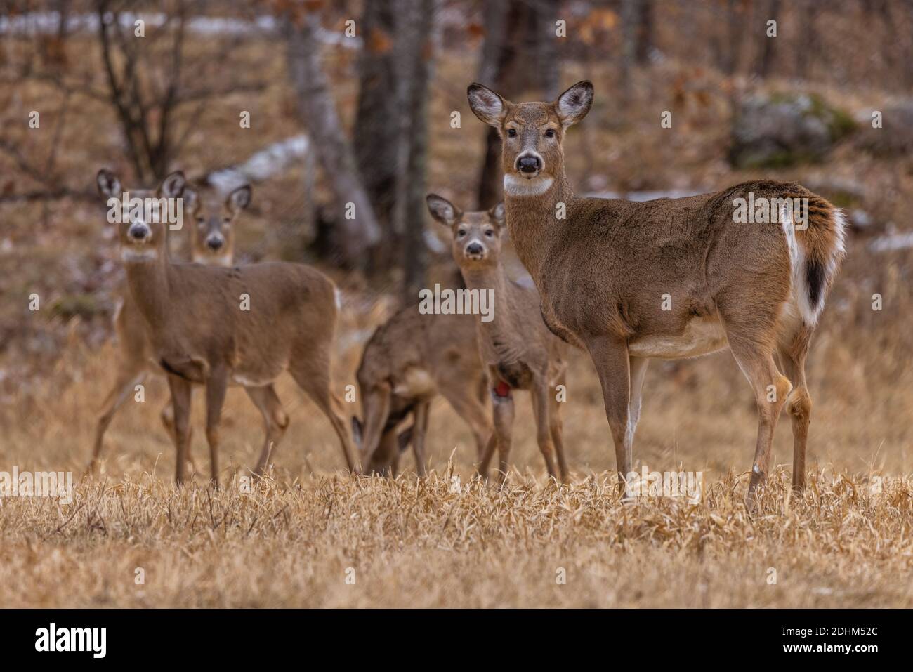 Whitetail deer nose hi-res stock photography and images - Alamy