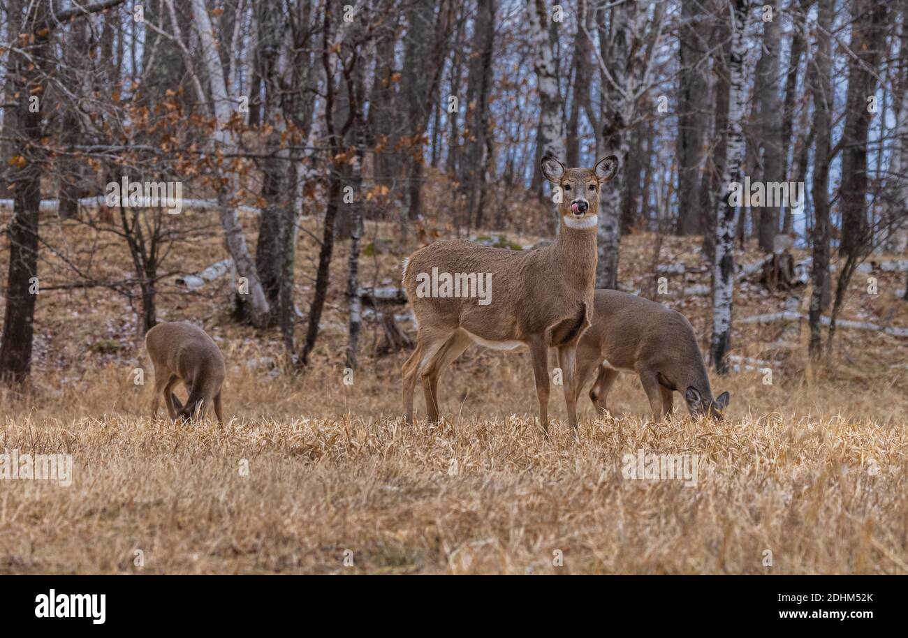 White-tailed deer in a northern Wisconsin field Stock Photo - Alamy