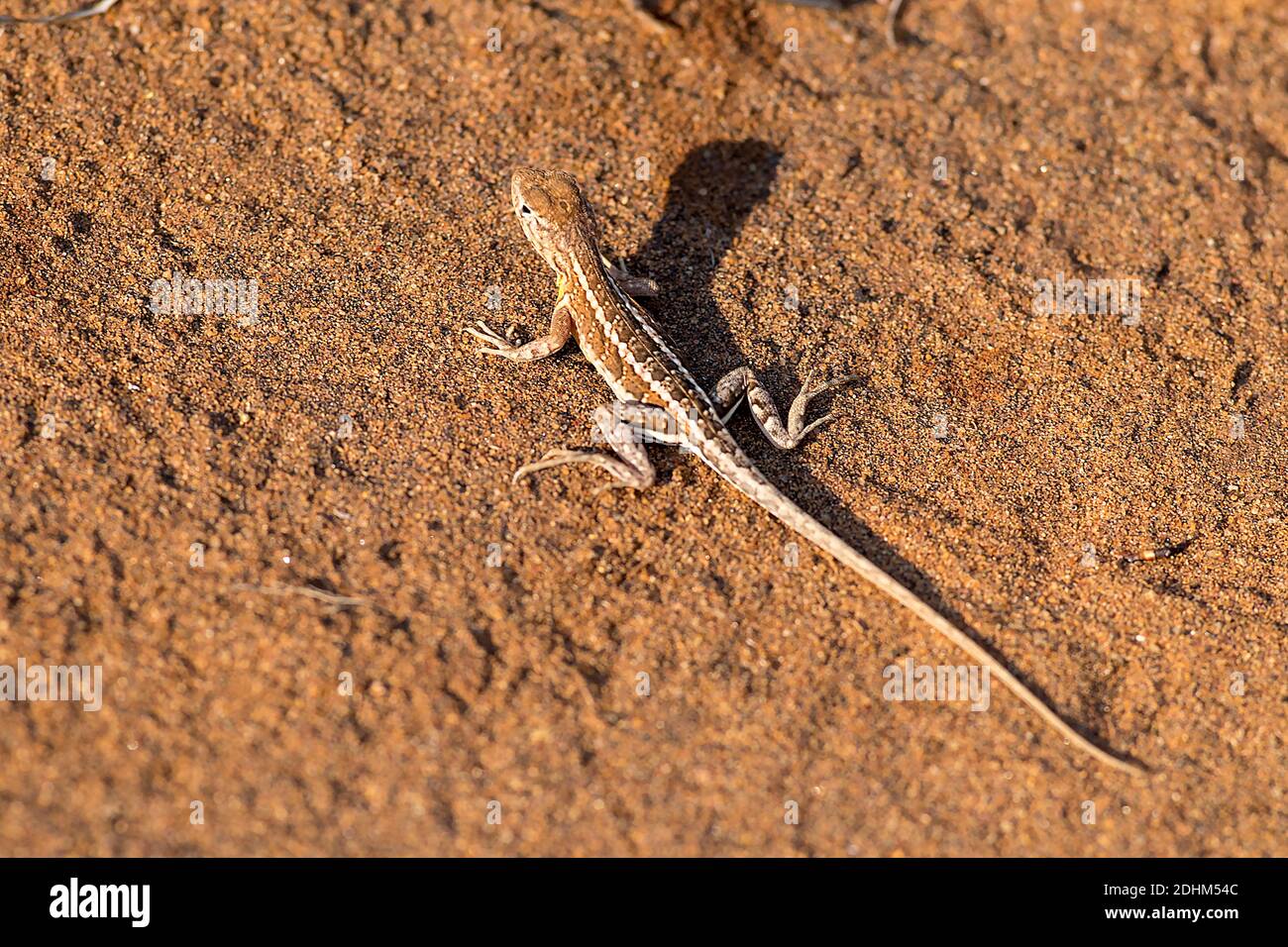 Three-eyed lizard (Chalarodon madagascariensis) from Berenty spiny forest, southern Madagascar ...