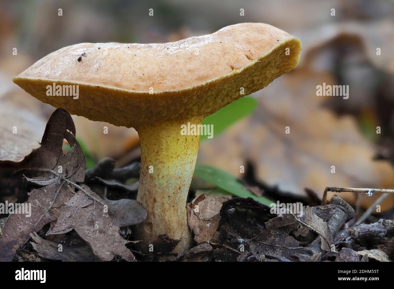 The Suillus collinitus is an edible mushroom , stacked macro photo ...