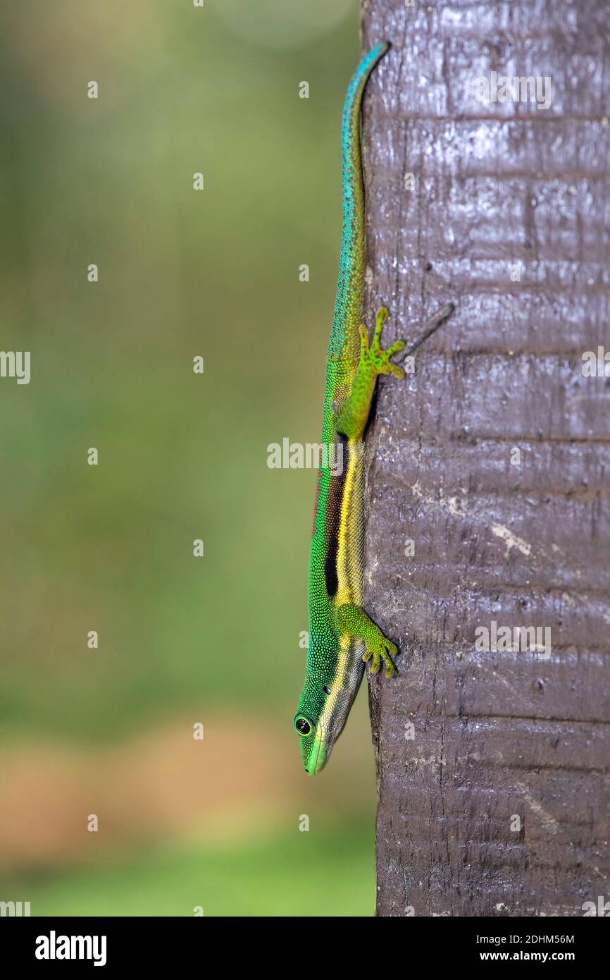 Lined day gecko (Phelsuma lineata) from Andasibe, Madagascar Stock ...