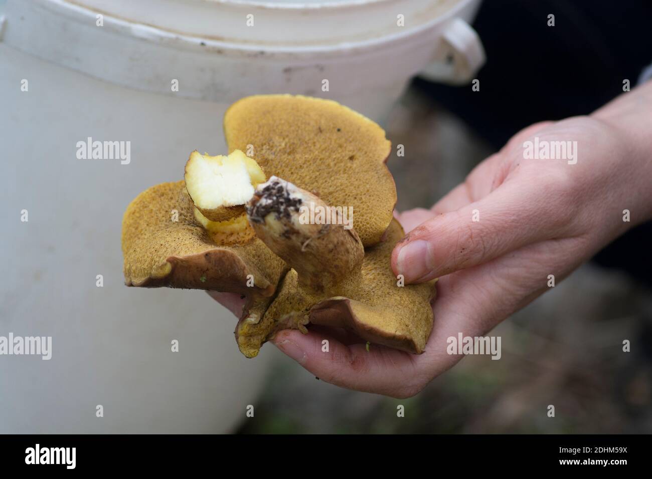 An hand presenting a just picked "Weeping Bolete" (Suillus collinitus ...