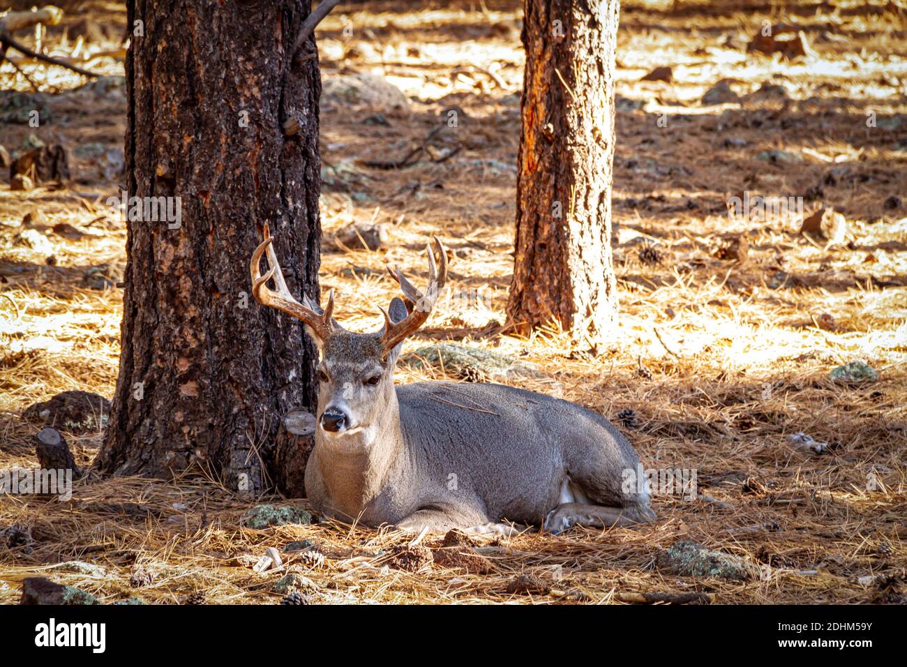 A deer nested down in the woods with fall light shining through the ...