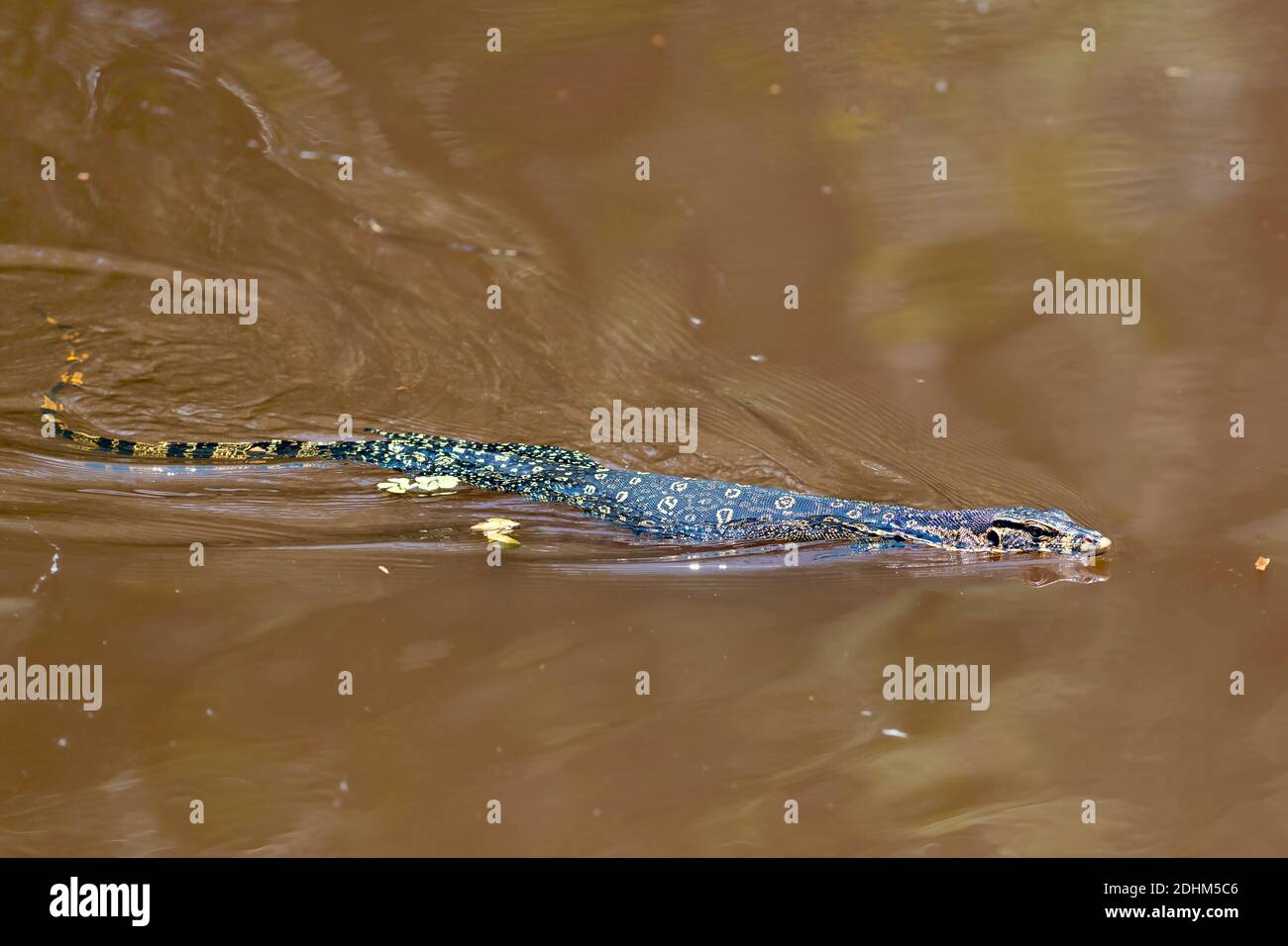 Asian water monitor (Varanus salvator) swims in a river in Tanjung ...