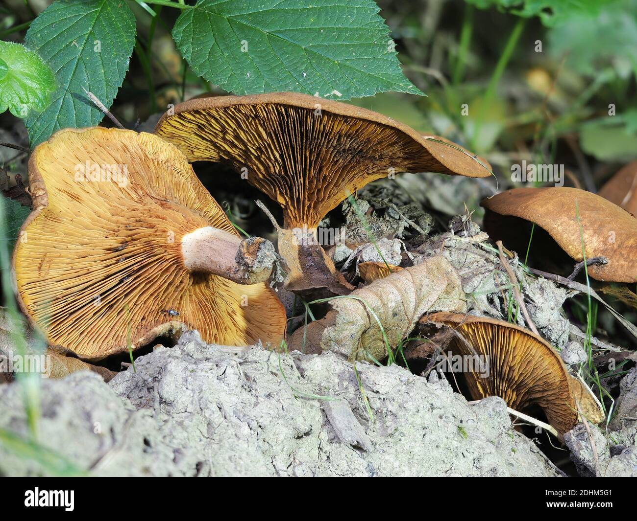 The Paxillus rubicundulus is a poisonuos mushroom , stacked macro photo ...