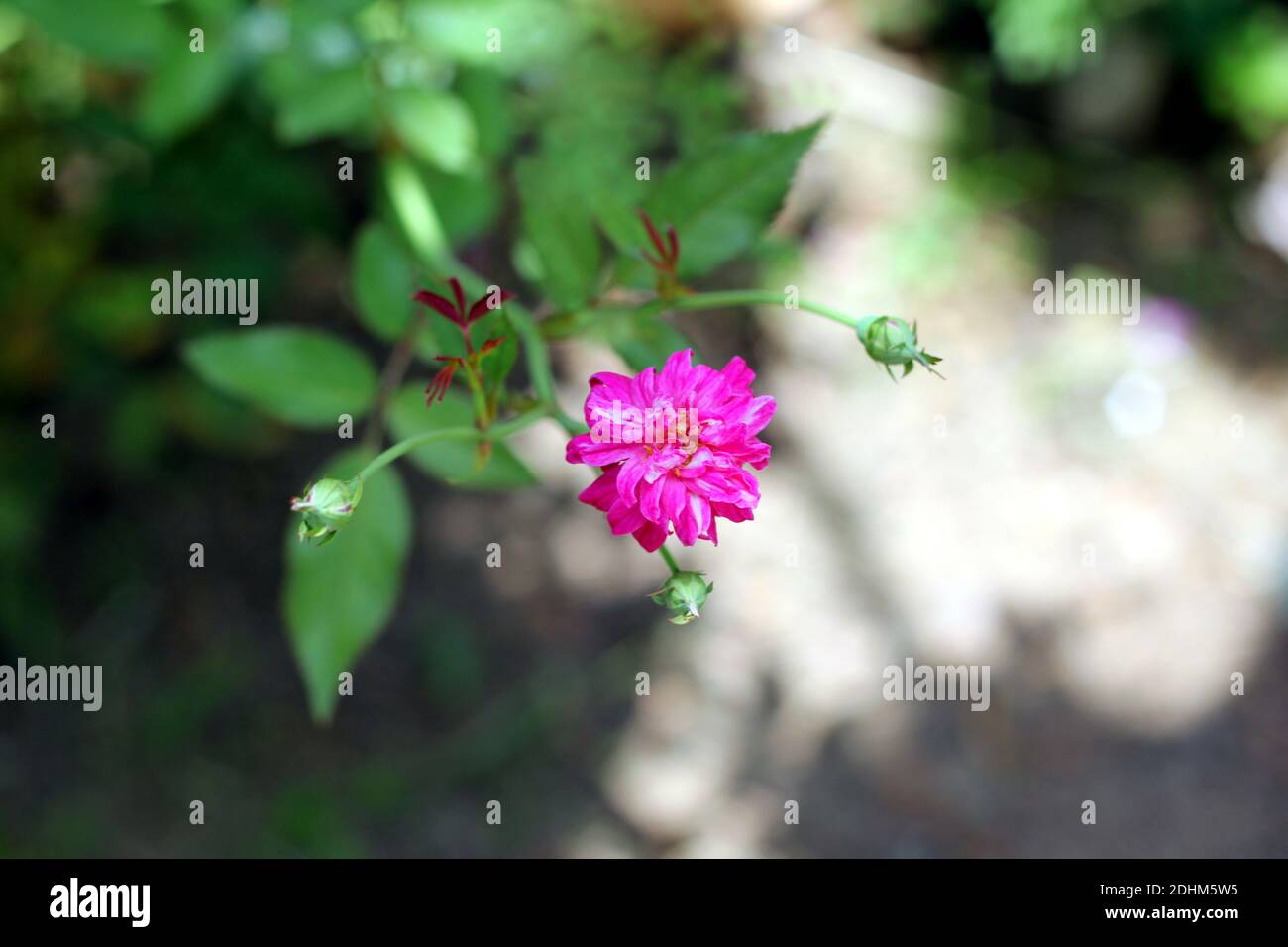 Little red rose flower Stock Photo - Alamy