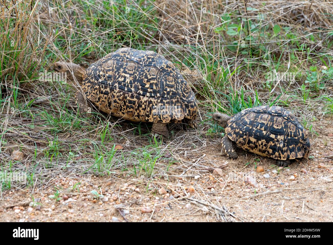 Pair of leopard tortoise (Stigmochelys pardalis) from Kruger NP, South ...