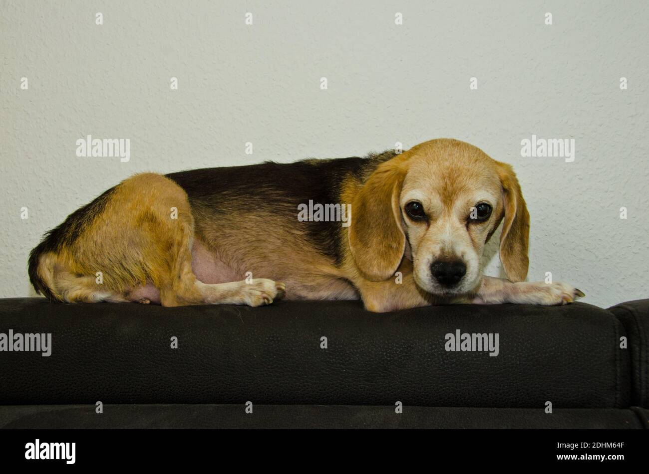 Portrait of an old Beagle (dog) laying on a couch with a cuddly toy ...