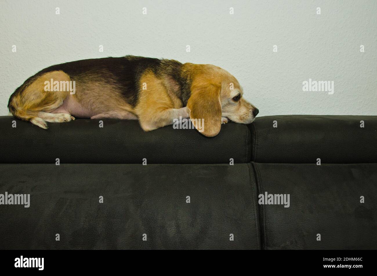 Portrait of an old beautiful beagle (dog), relaxing on the top of a ...