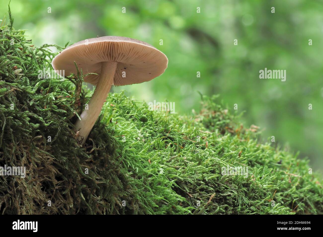 The Deer Shield (Pluteus cervinus) is an edible mushroom , stacked ...