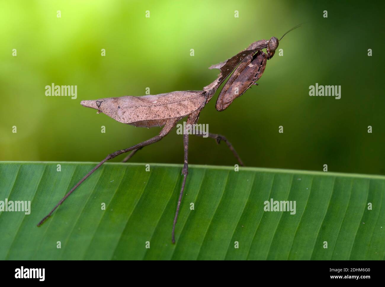 Unknown stick insect from Danum Valley, Sabah, Borneo Stock Photo - Alamy
