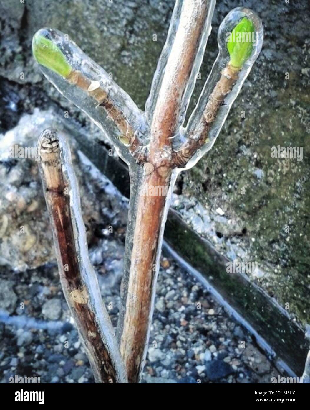 Rain on hydrangea hi-res stock photography and images - Alamy
