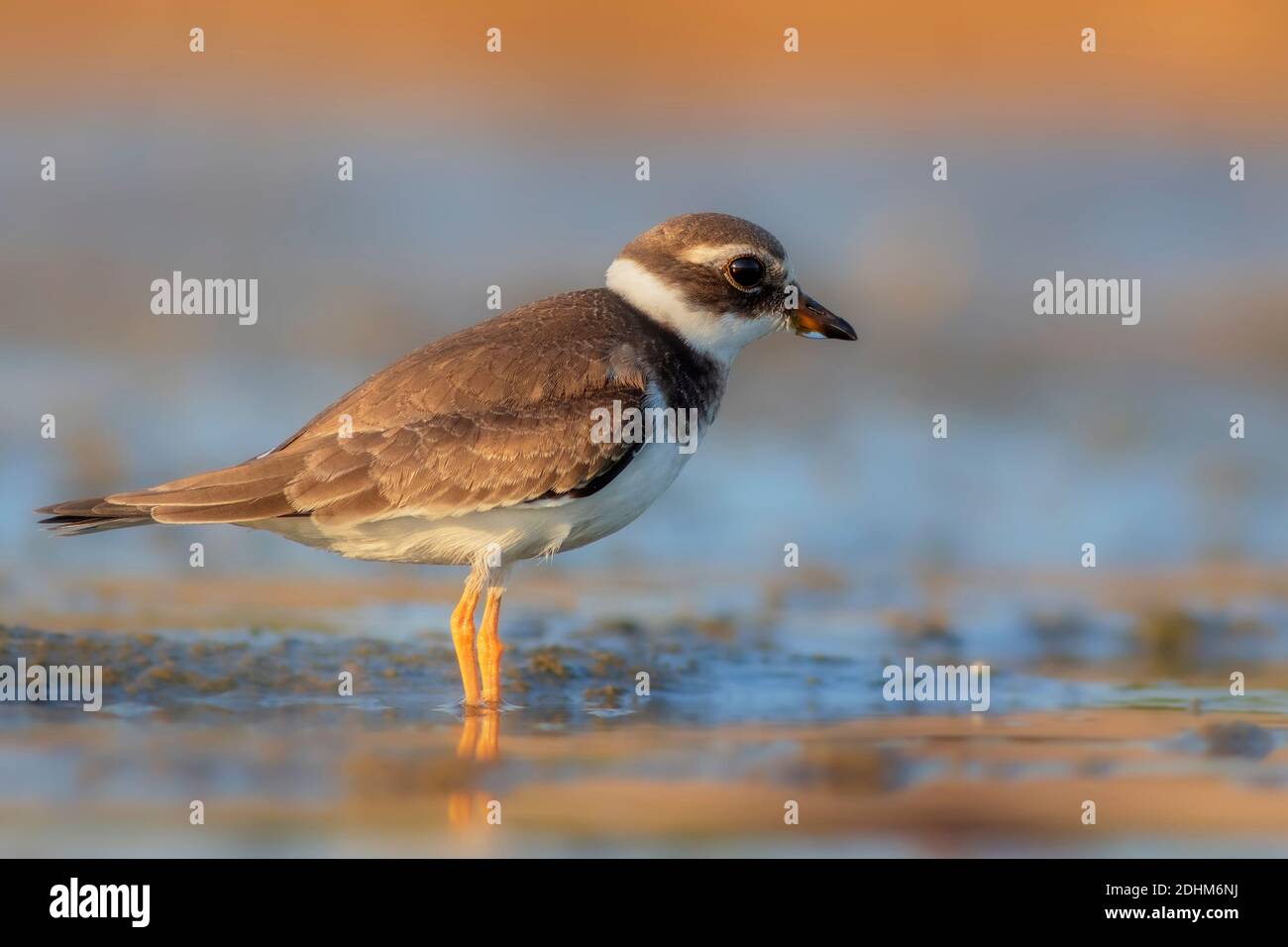 Cute little water bird. Nature background. Bird: Common Ringed Plover ...