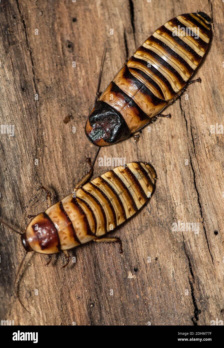Pair of Madagascar hissing cockroach (Gromphadorhina portentosa, male ...