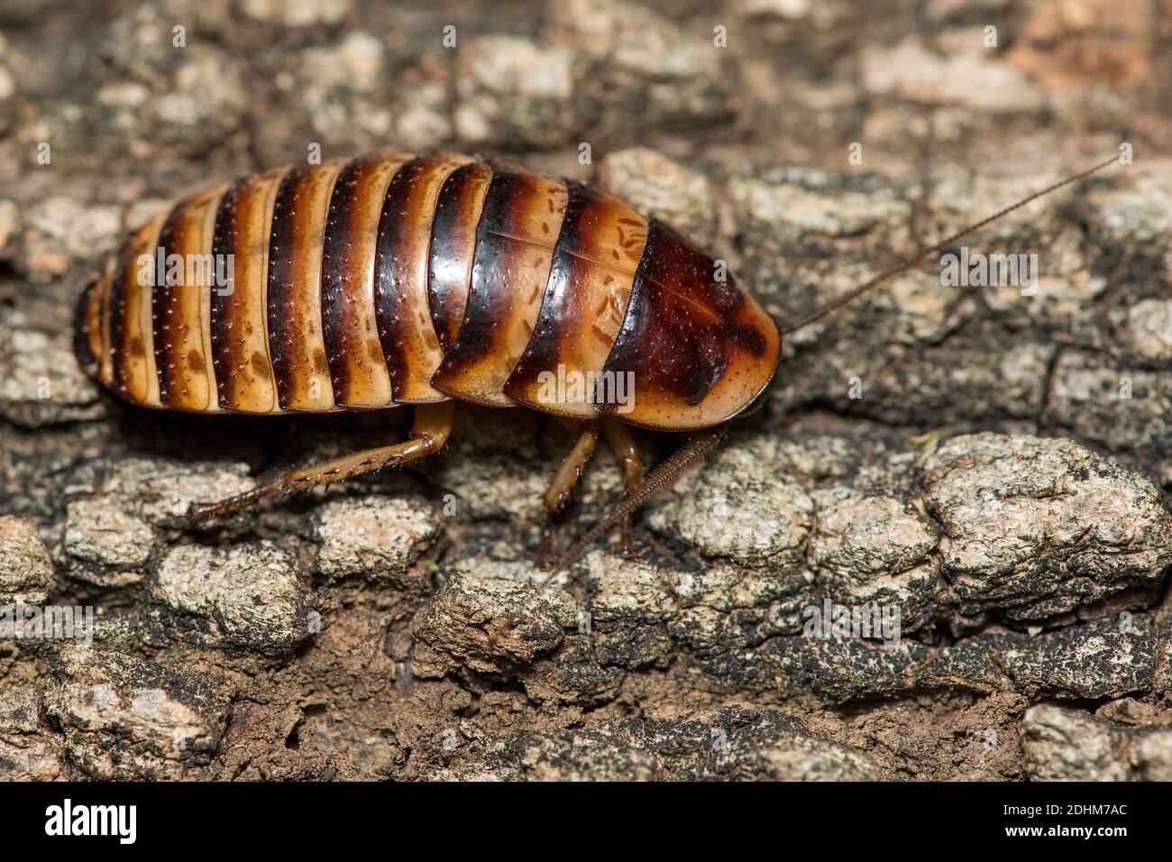 Female Madagascar hissing cockroach (Gromphadorhina portentosa) from ...
