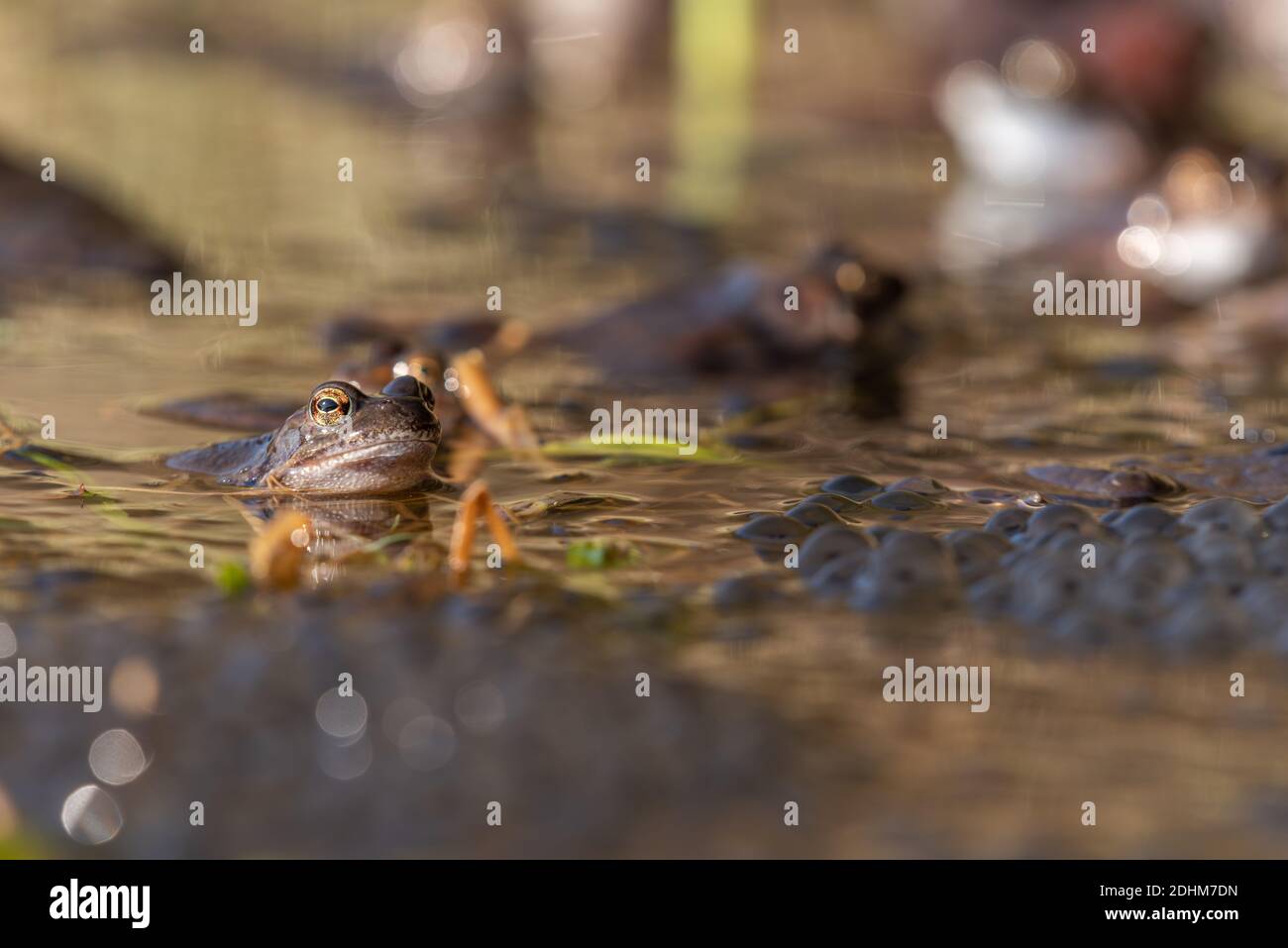 Common frogs laying eggs in a marsh in early spring Stock Photo - Alamy