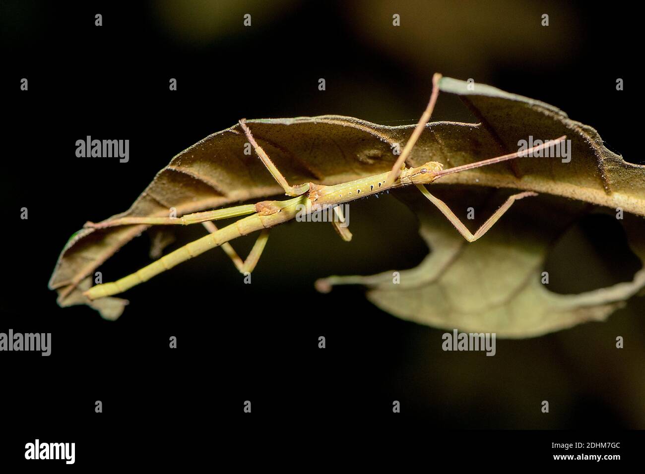 Stick insect (possibly nymph of Leiophasma sp.) from Andasibe ...