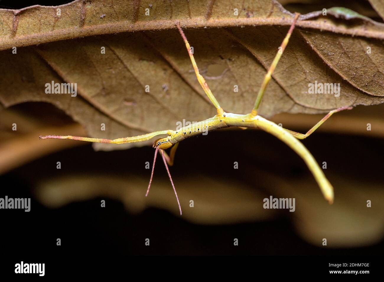 Madagaskar bug hi-res stock photography and images - Alamy