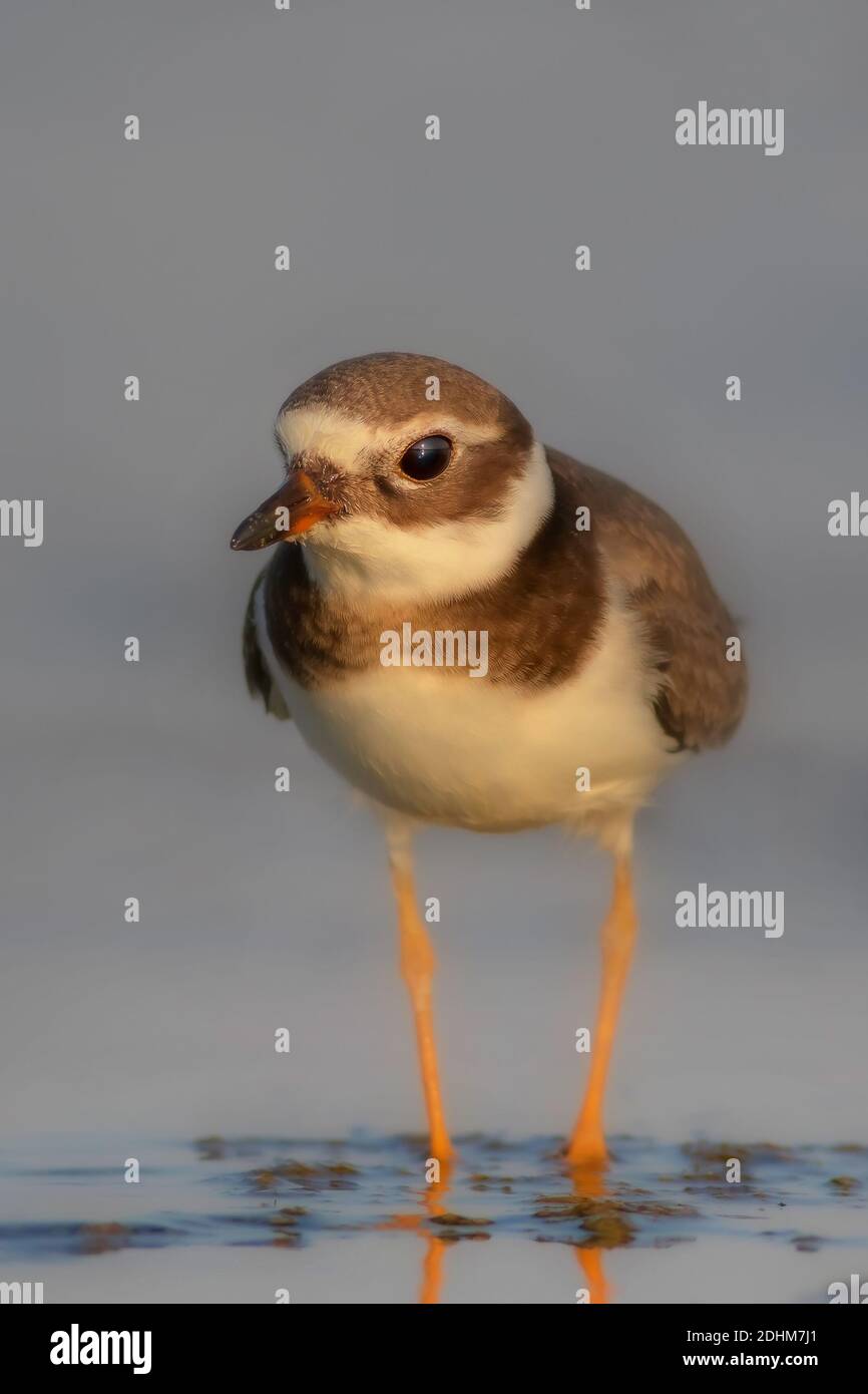 Cute little water bird. Nature background. Bird: Common Ringed Plover ...