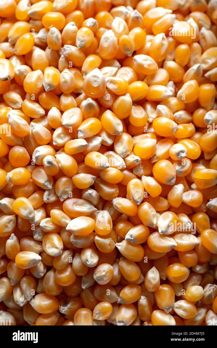 Dried Corn Surface. Top view. Backround and texture Stock Photo - Alamy