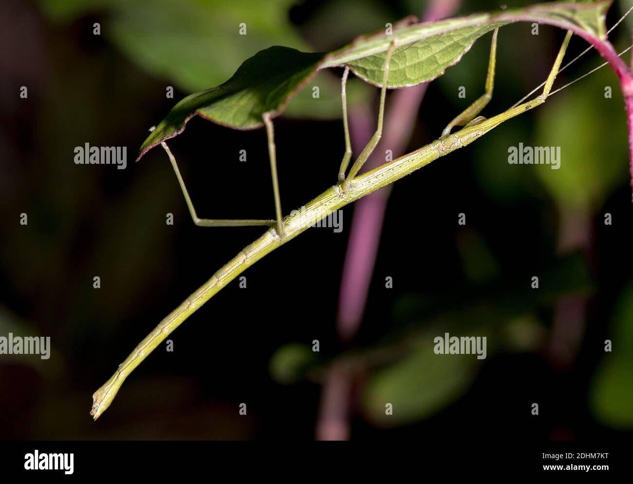 Unidentified stick insect from Andasibe, Madagascar Stock Photo - Alamy