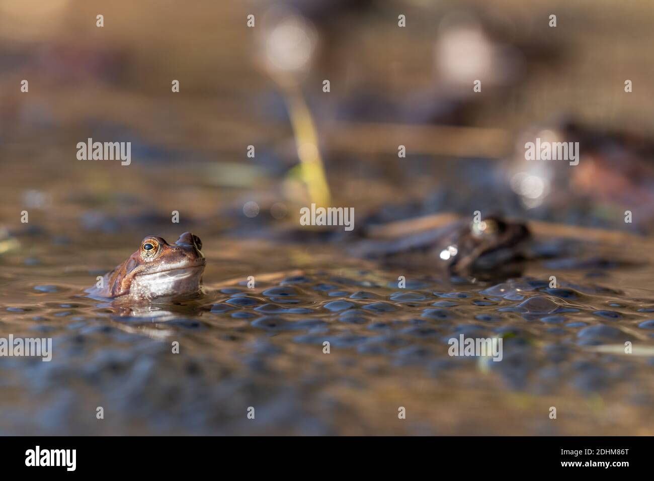 Common frogs laying eggs in a marsh in early spring Stock Photo - Alamy
