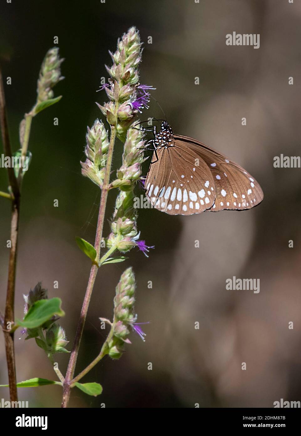 Common Indian crow (Euploea core) from Kanah National Park, Madhya ...