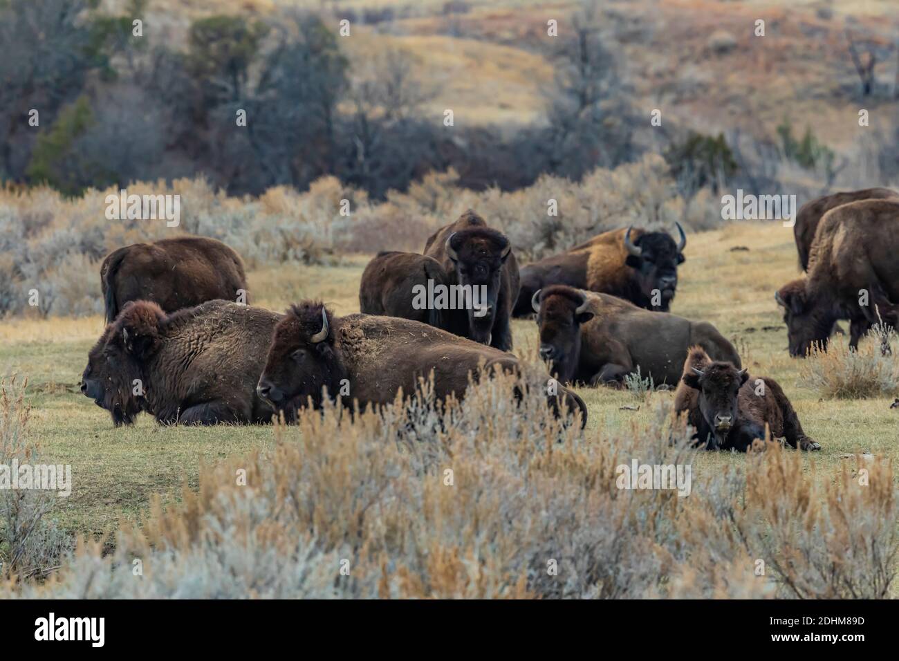 Bison, an icon of the Great Plains, in the grasslands of Theodore ...