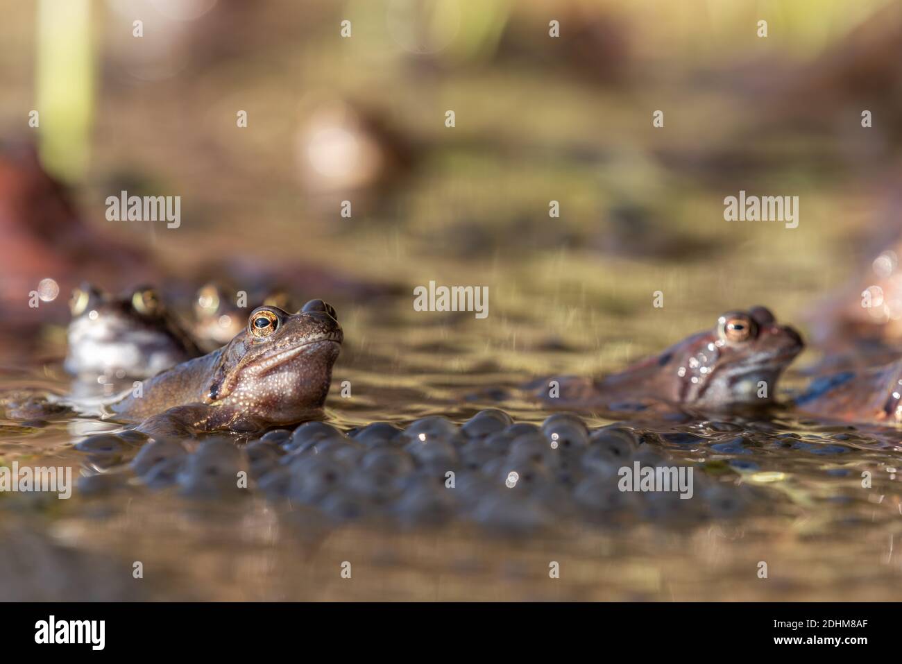 Common frogs laying eggs in a marsh in early spring Stock Photo - Alamy
