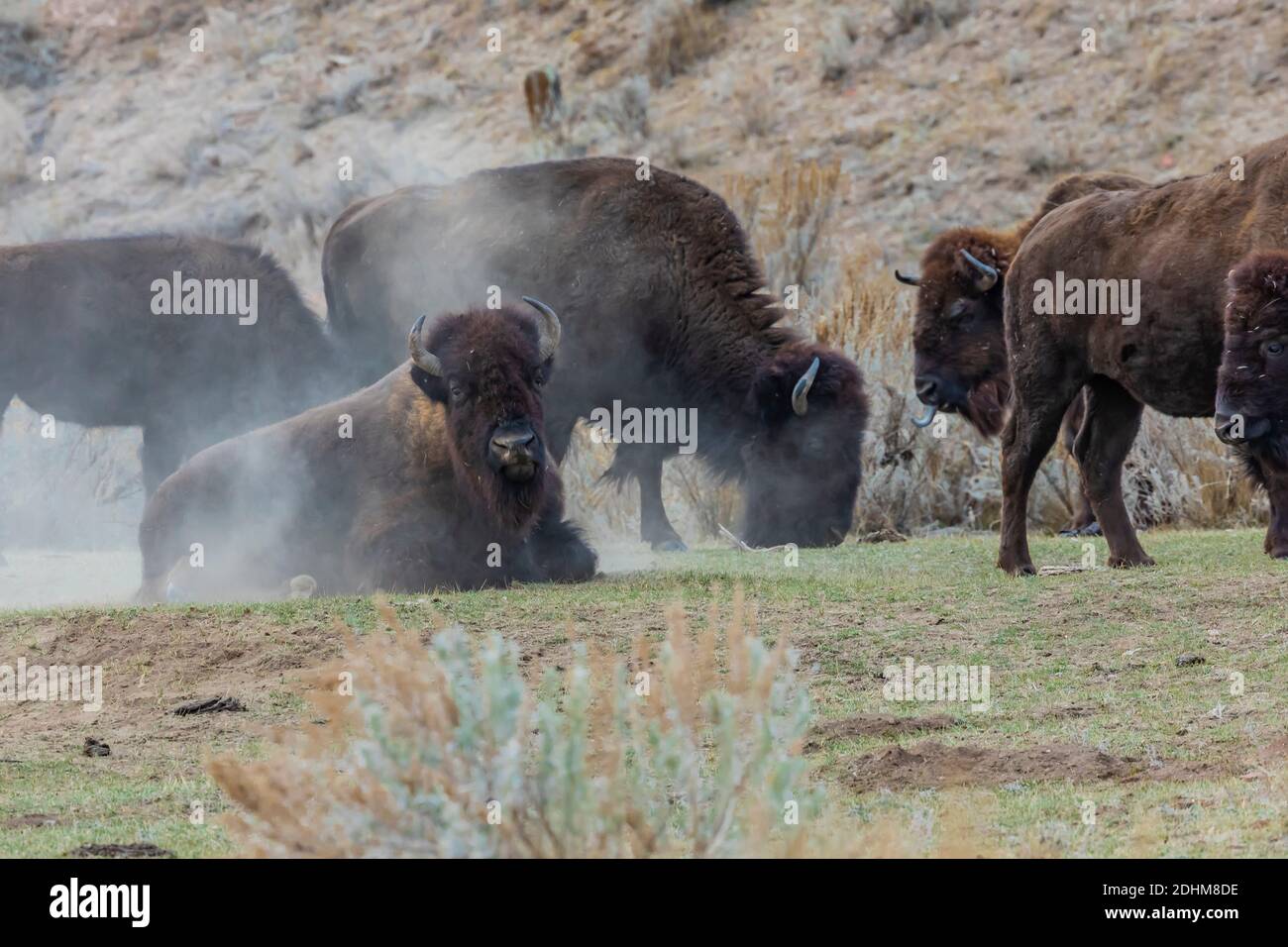 Bison, Bison bison, sending up a cloud of dust as it wallows in a dusty ...