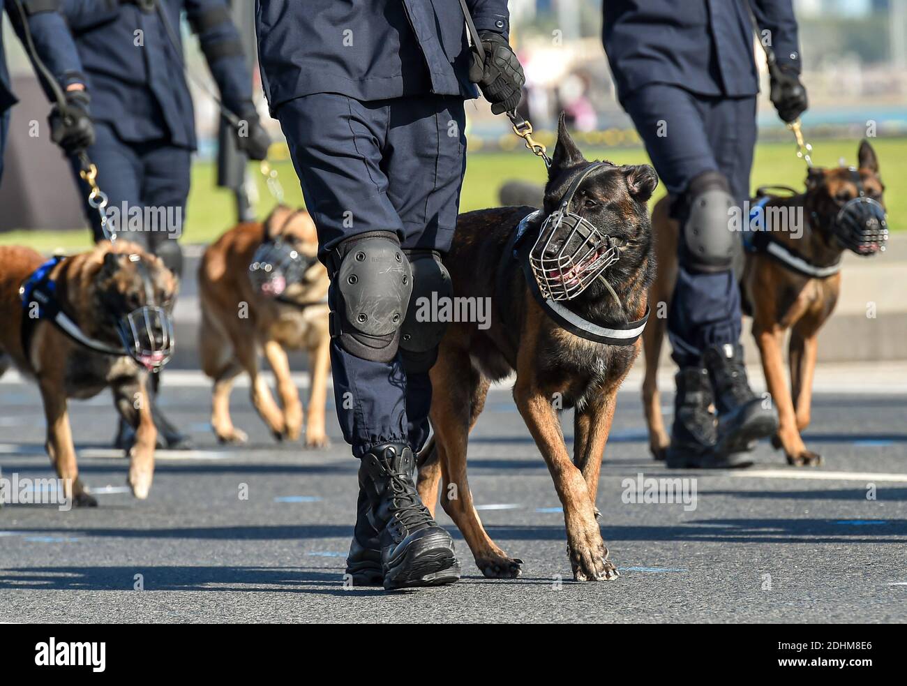 Doha, Qatar. 11th Dec, 2020. Dog squad participate in a military parade ...