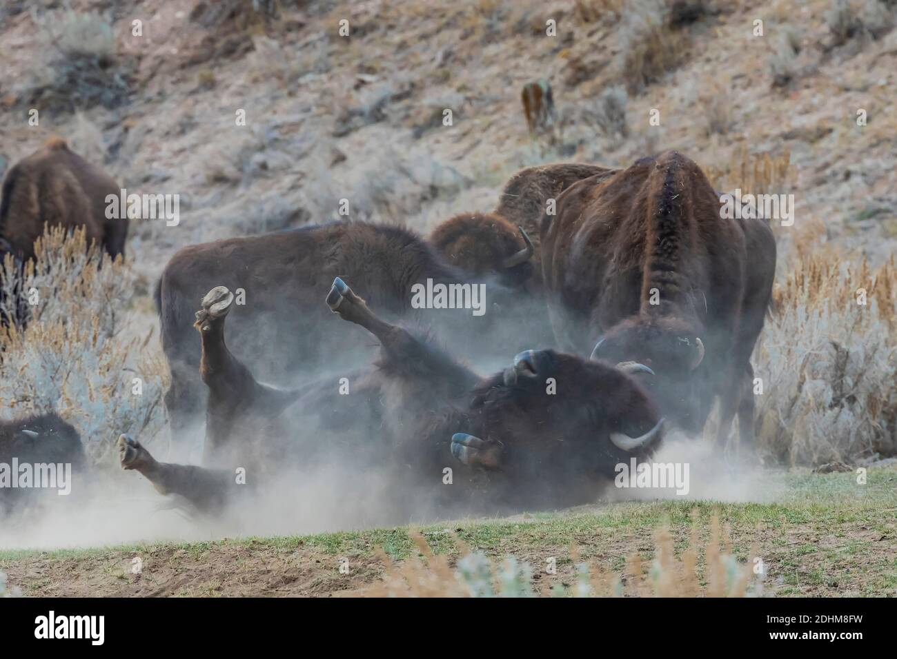 Wallows hi-res stock photography and images - Alamy