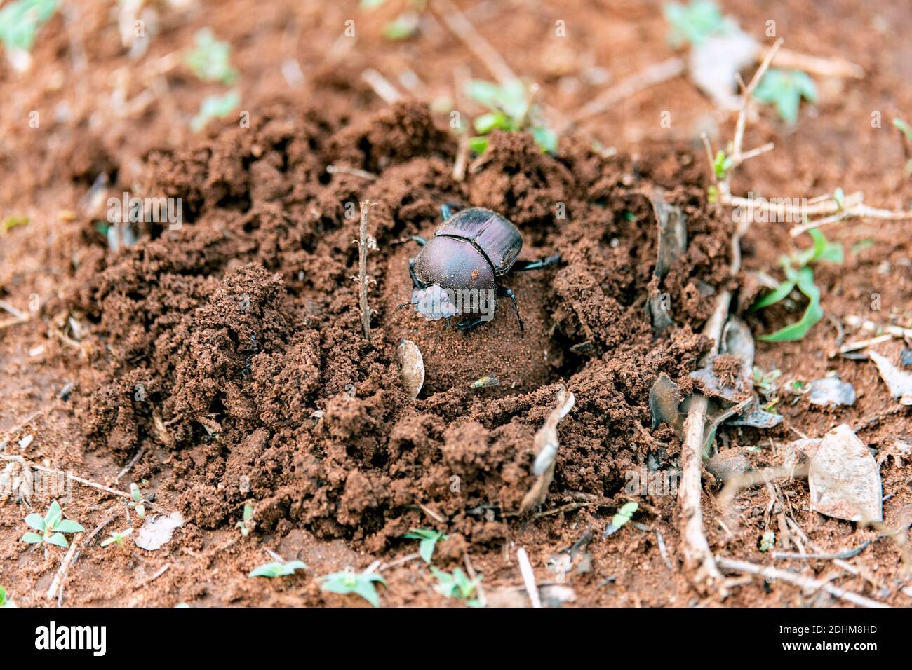Dung beetles burying a large dung ball in Zimanga Private Reserve ...