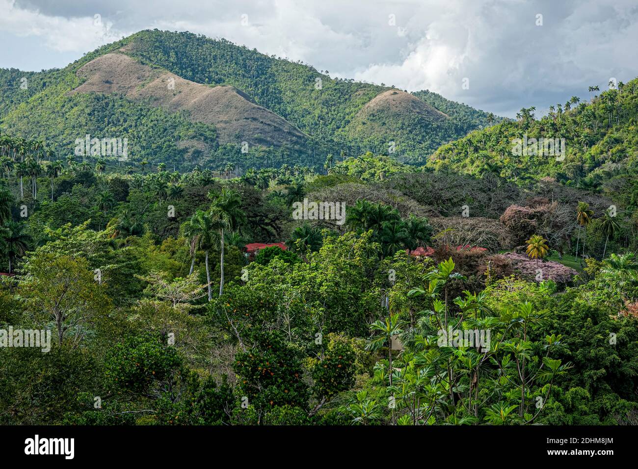Cuba vegetation hi-res stock photography and images - Alamy