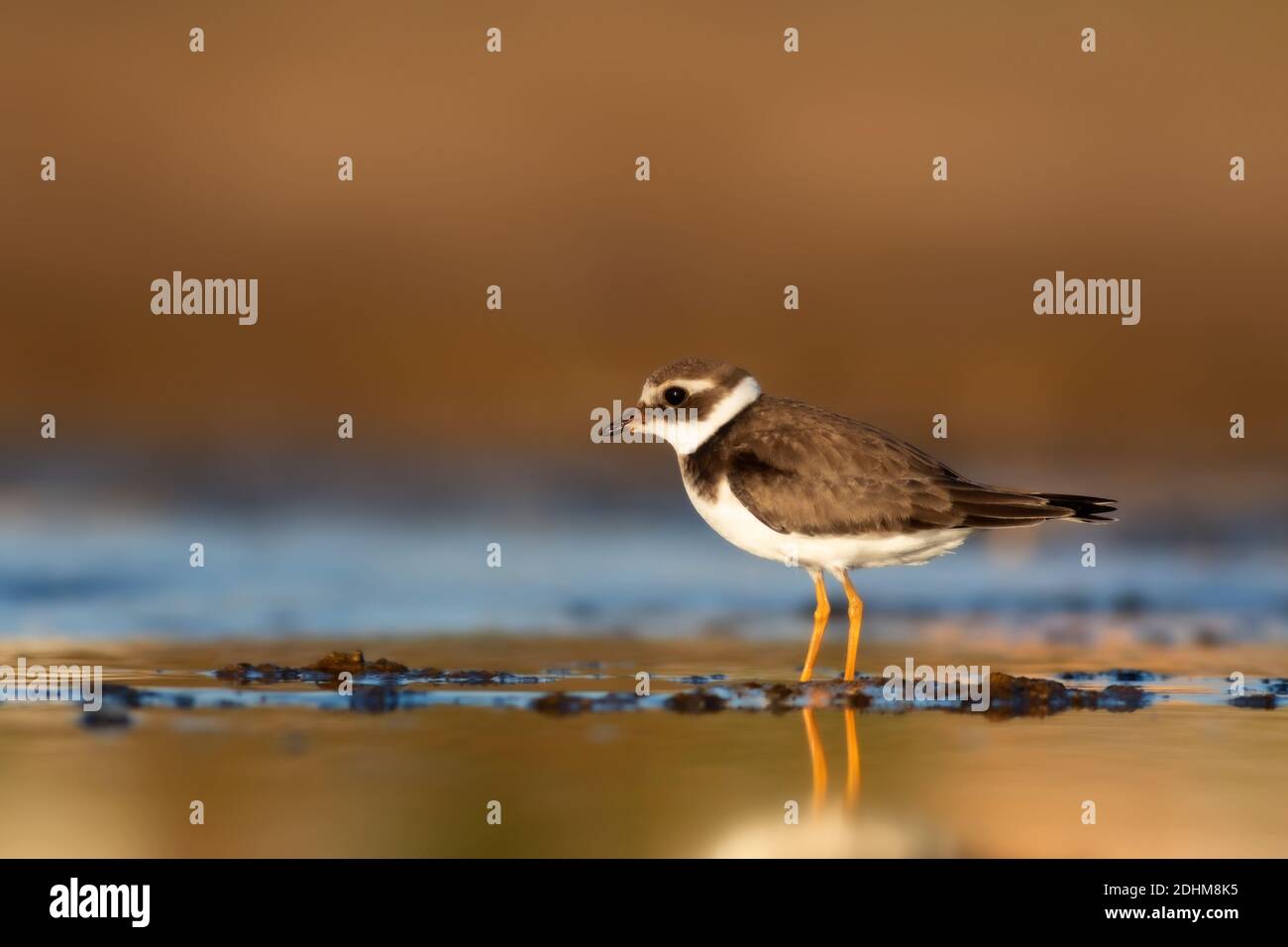 Cute little water bird. Nature background. Bird: Common Ringed Plover ...