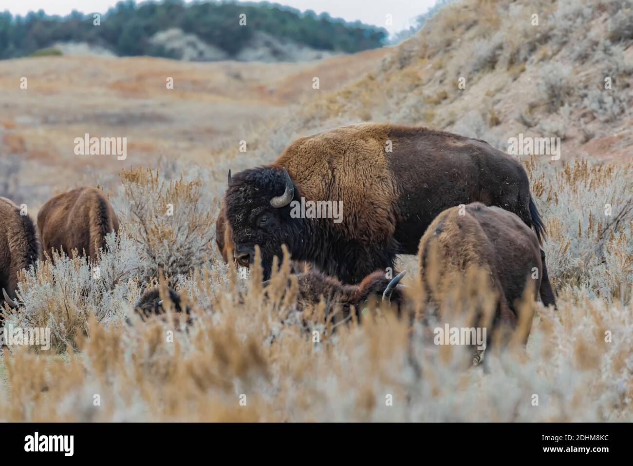 Bison, an icon of the Great Plains, in the grasslands of Theodore ...