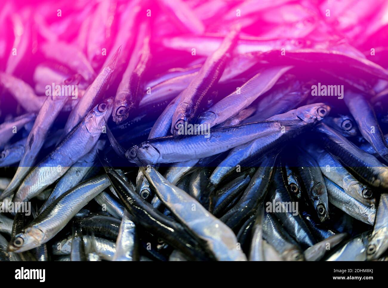 Photo background with a bright small fish for advertising a fish store ...