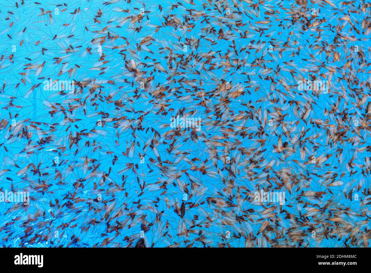 Termites swarming hi-res stock photography and images - Alamy