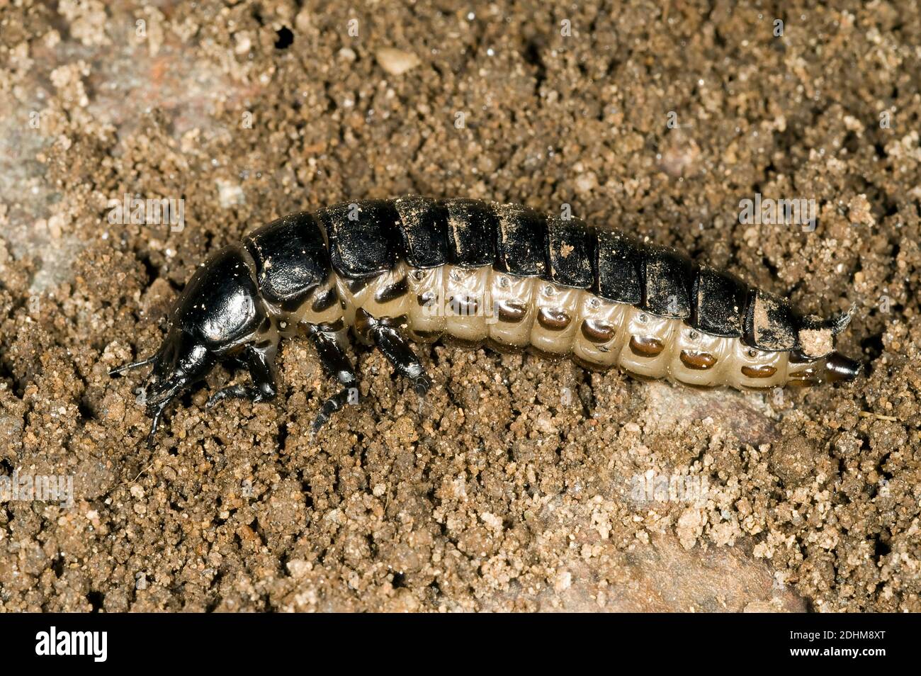 Larver hi-res stock photography and images - Alamy