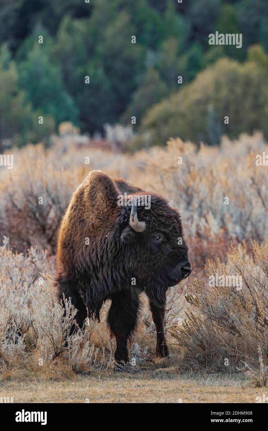 Bison, an icon of the Great Plains, in the grasslands of Theodore ...