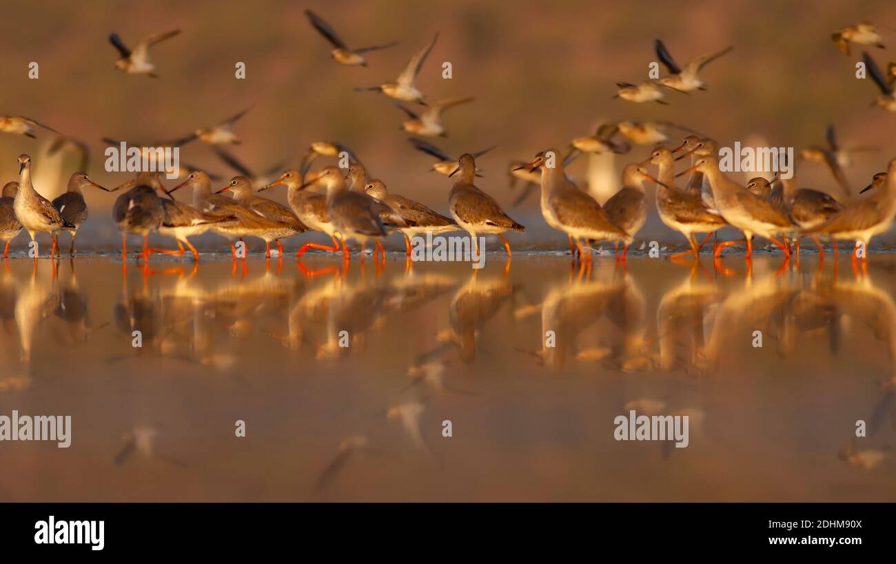 Cute little birds. Natural background. Common Redshank / Tringa totanus ...