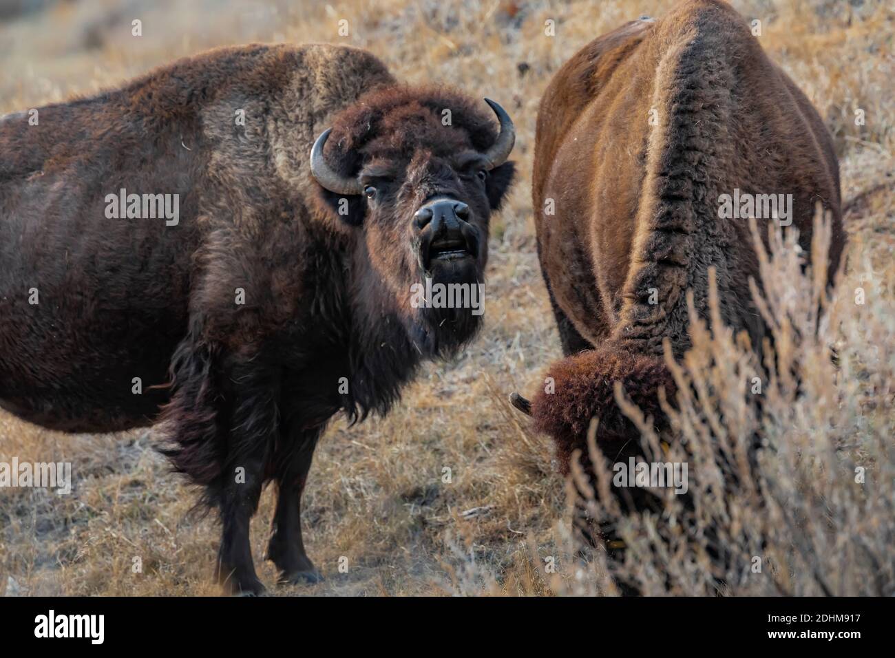 Bison, an icon of the Great Plains, in the grasslands of Theodore ...